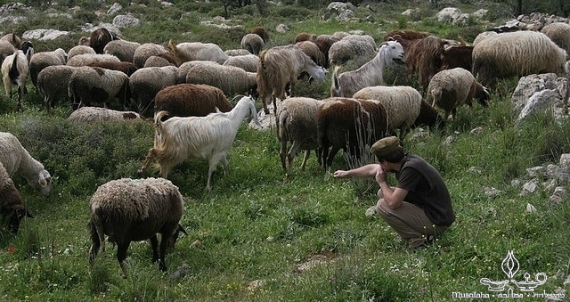 NEWSLETTER – Musalaha